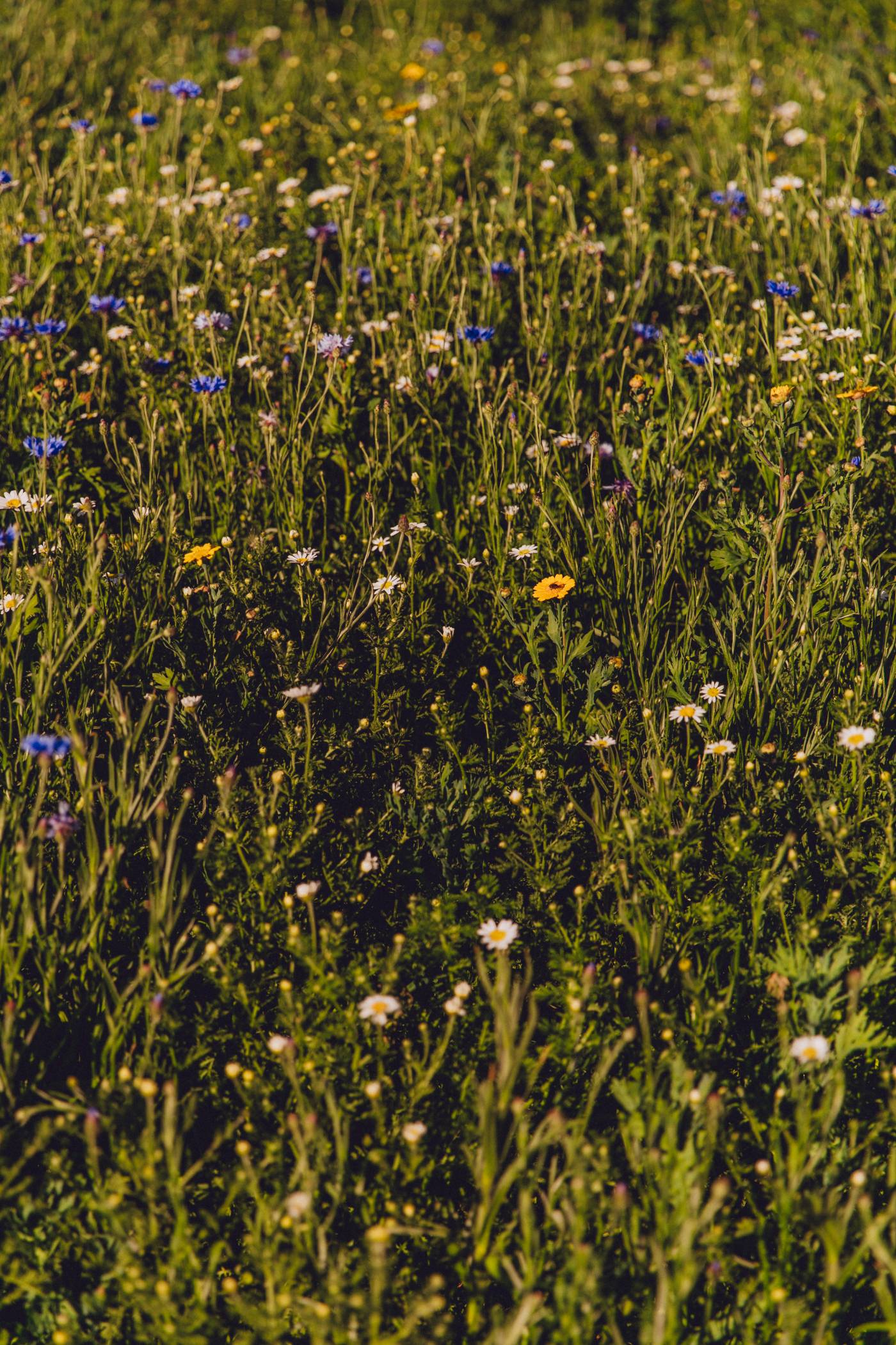 Where to find Sunflowers in Milton Keynes - Sophie etc.®